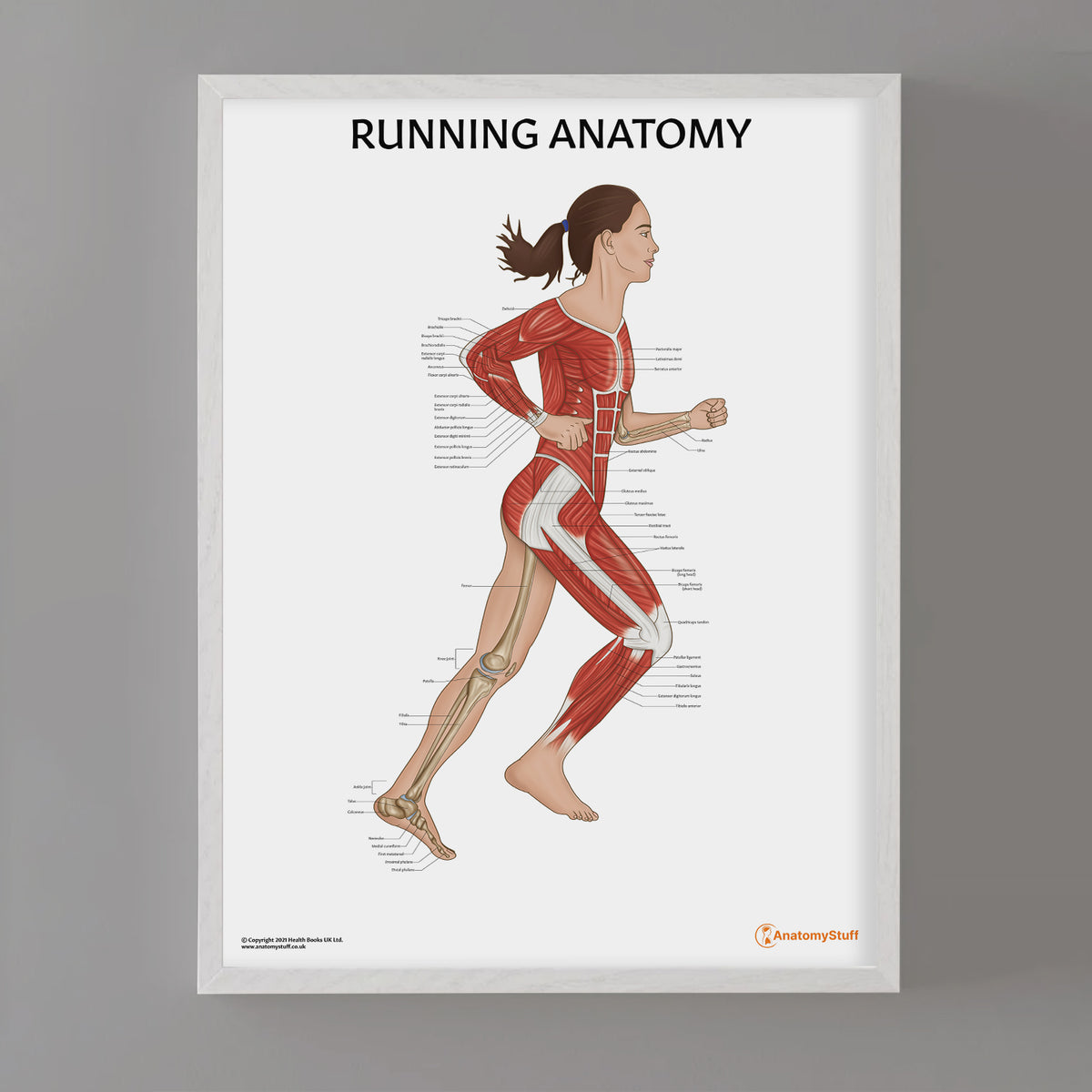Running Anatomy Poster | Female Sports Anatomy Chart – AnatomyStuff