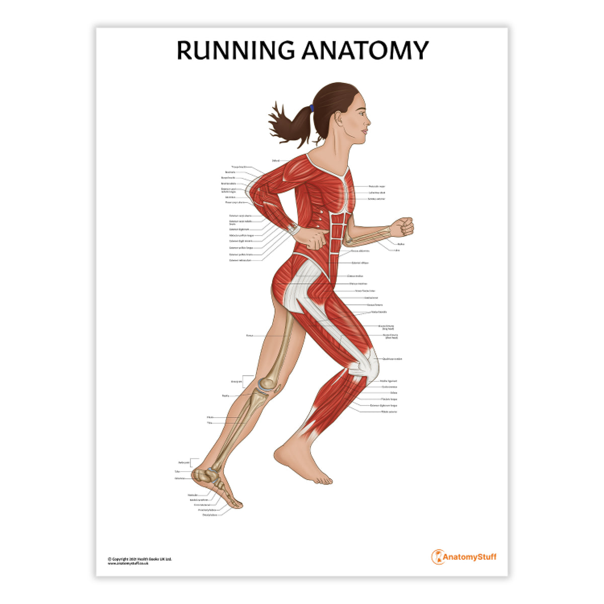 Running Anatomy Poster | Female Sports Anatomy Chart – AnatomyStuff