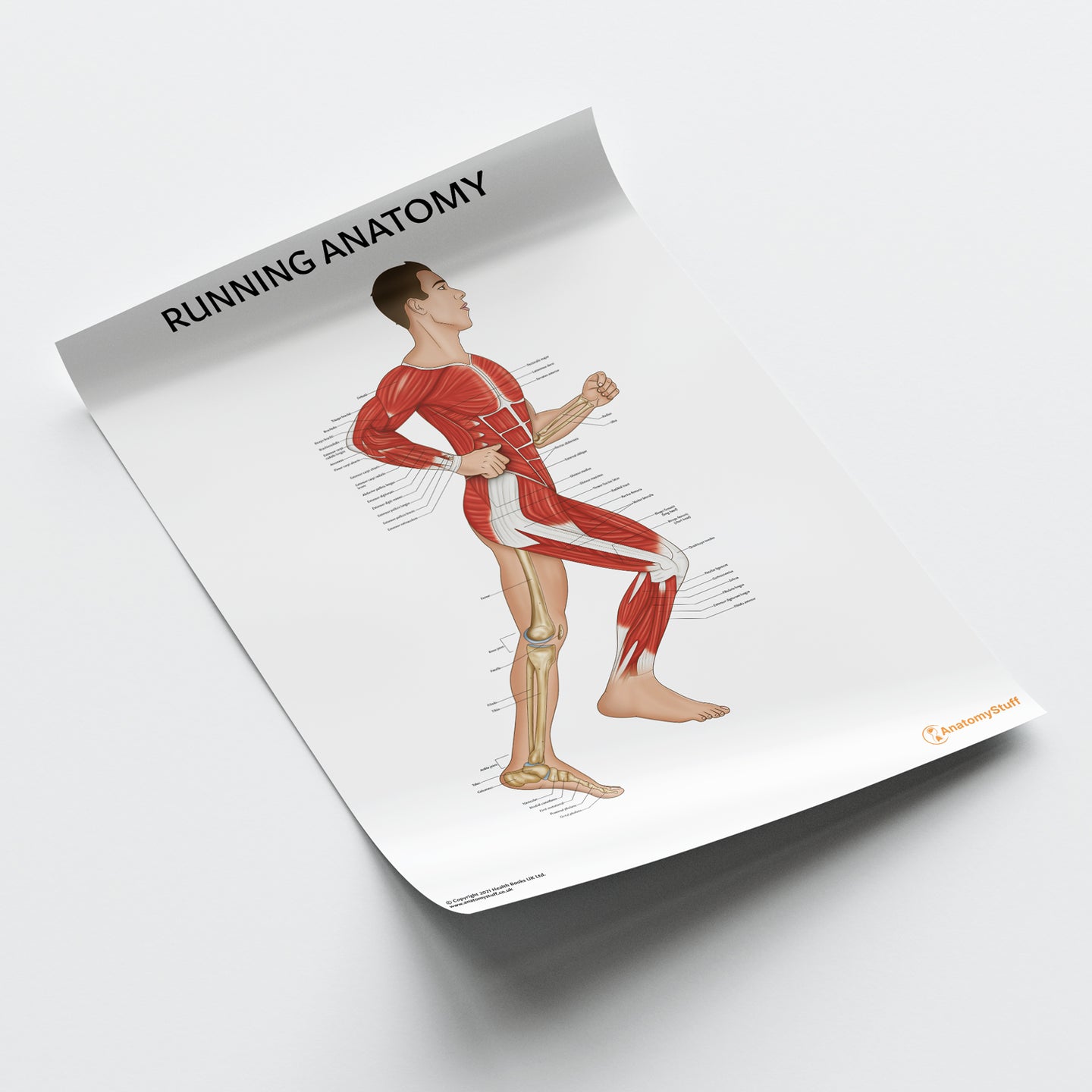 Running Anatomy Poster | Sports Anatomy Chart for Runners – AnatomyStuff