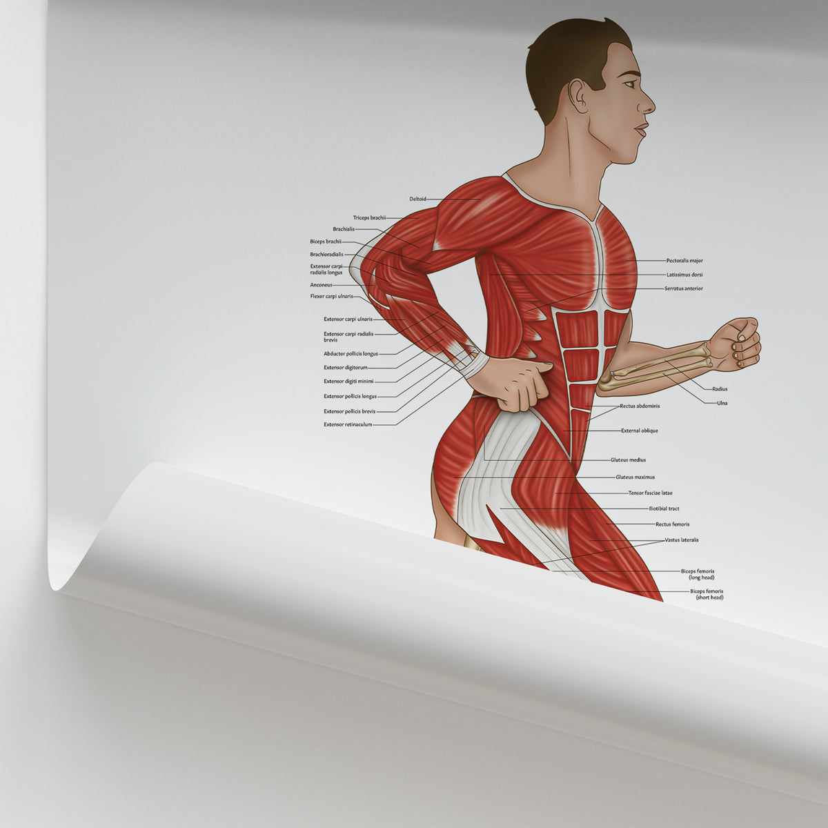 Running Anatomy Poster | Sports Anatomy Chart for Runners – AnatomyStuff