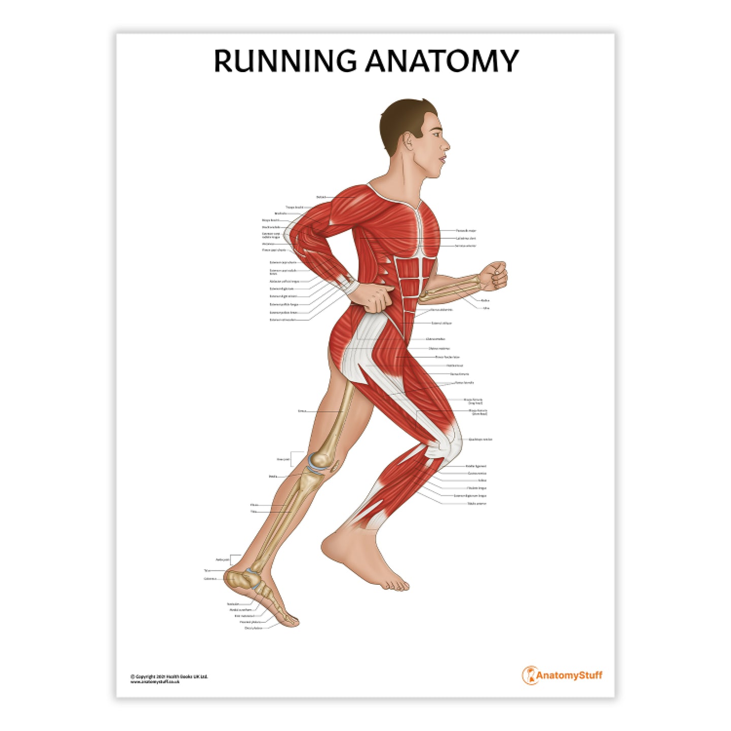 Running Anatomy Poster | Sports Anatomy Chart for Runners – AnatomyStuff