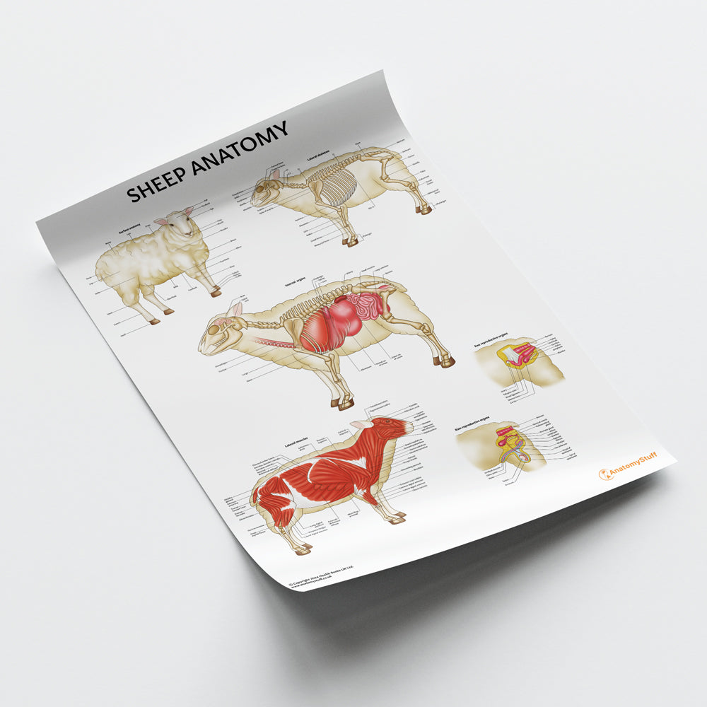Sheep Anatomy Chart | Ovine Skeleton, Muscles & Organs Poster ...