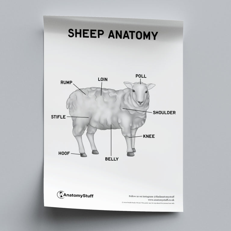 Sheep Anatomy Poster PDF | Animal Anatomy Download | AnatomyStuff