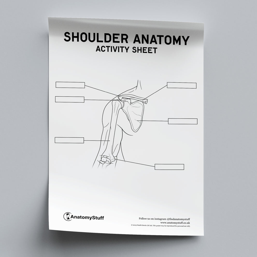 Shoulder Anatomy Activity Sheet | Digital Download | AnatomyStuff