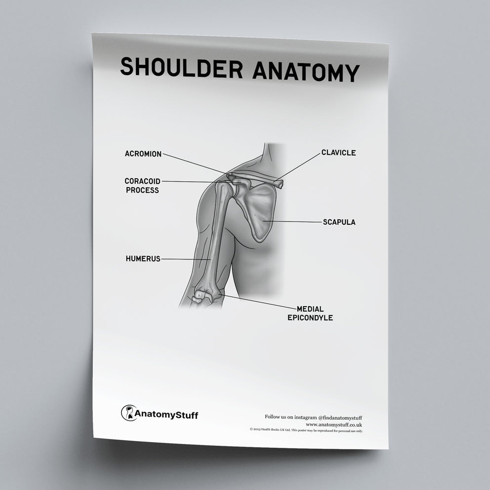 Shoulder Anatomy PDF Poster | Upper Limb Anatomy Download – AnatomyStuff