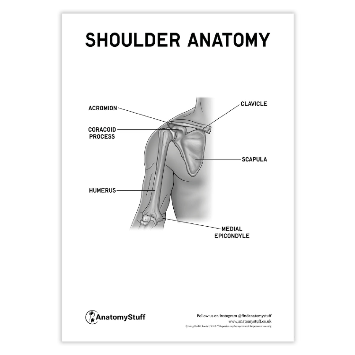 Shoulder Anatomy PDF Poster | Upper Limb Anatomy Download – AnatomyStuff