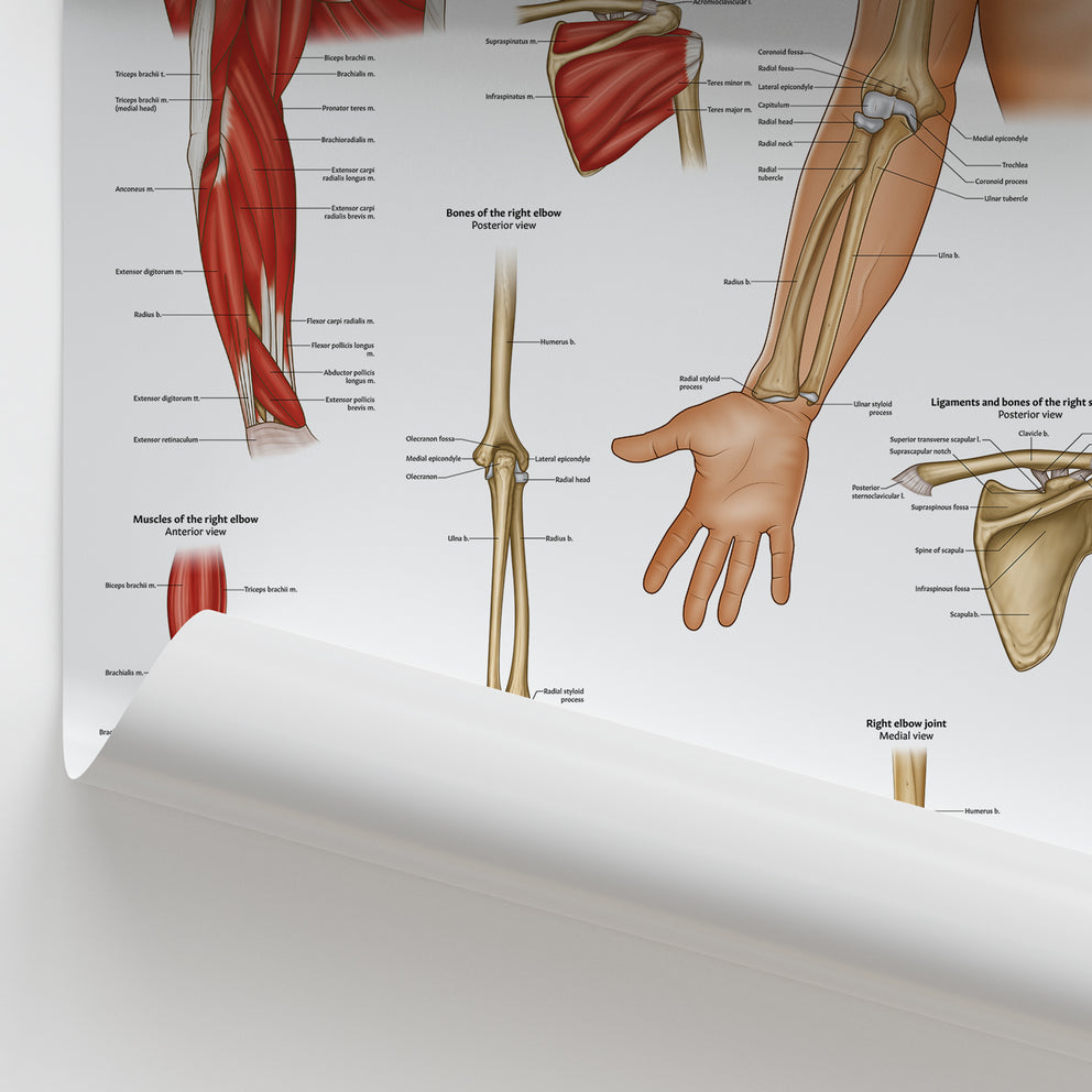 Shoulder & Elbow Anatomy Poster | Upper Limb Chart for Study & Clinics ...