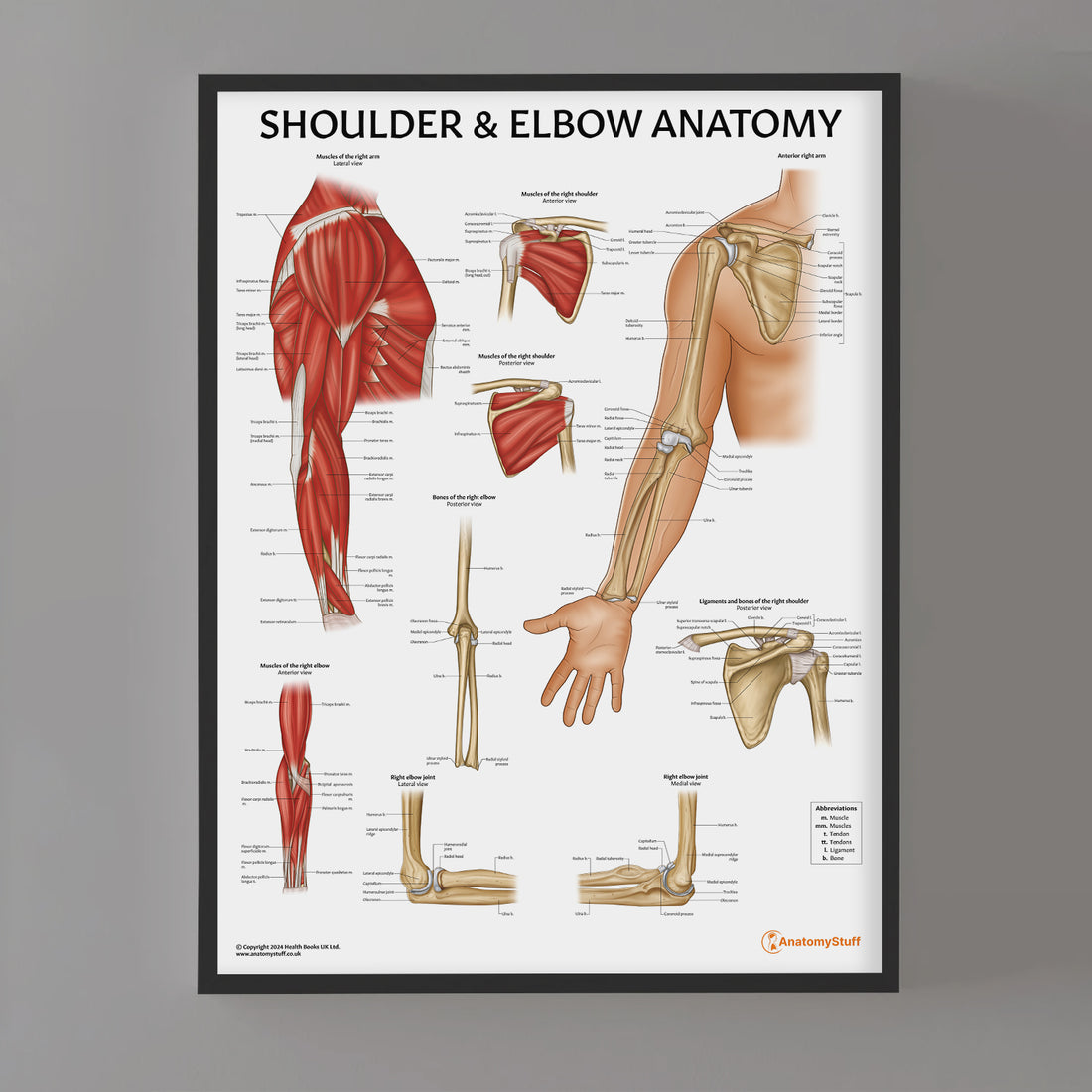 Elbow Models and Anatomy Posters – AnatomyStuff