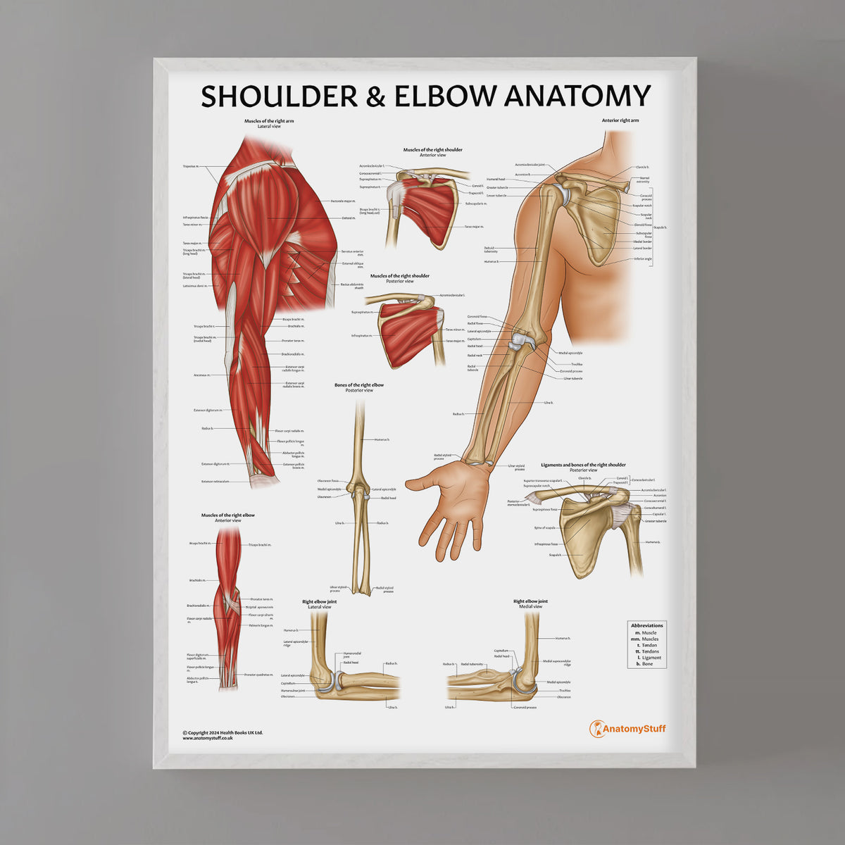 Elbow Models And Anatomy Posters Anatomystuff