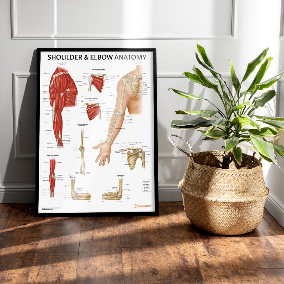 Shoulder & Elbow Anatomy Poster | Upper Limb Chart for Study & Clinics ...