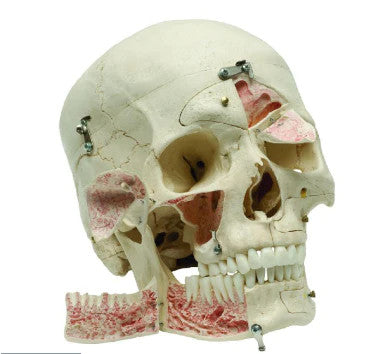 Demonstration Skull Model (14 part) SK-14 | Sinus and Teeth Root Skull ...