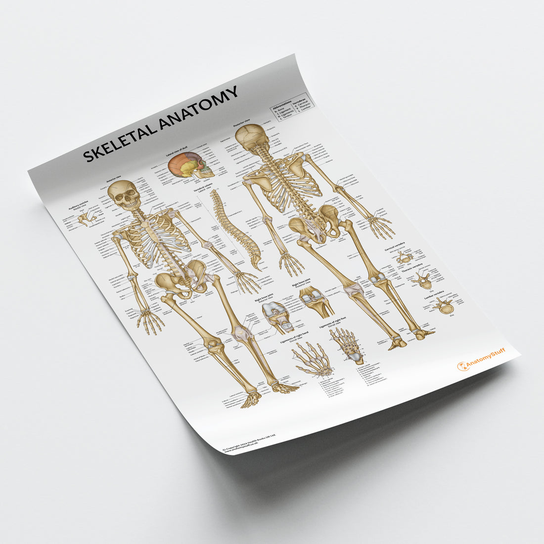 Skeletal Anatomy Poster | Human Skeleton System Chart – AnatomyStuff