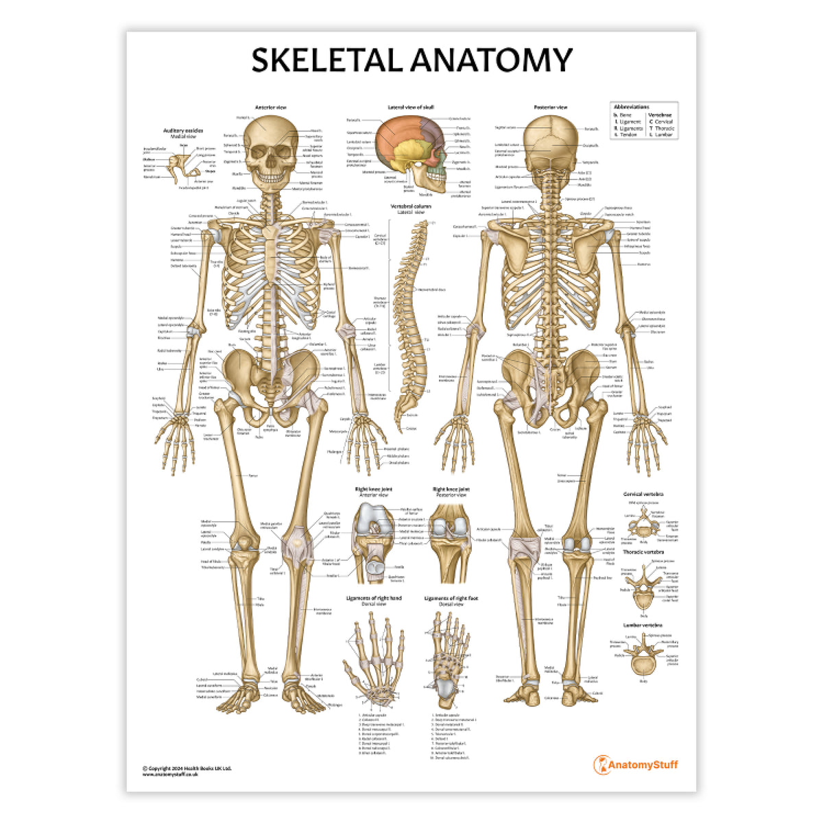 Skeletal Anatomy Poster | Human Skeleton System Chart – AnatomyStuff