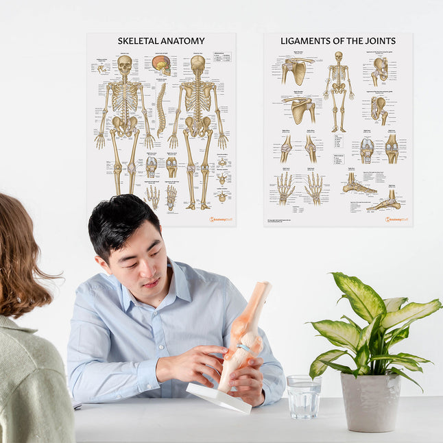 Knee Models and Anatomy Posters – AnatomyStuff