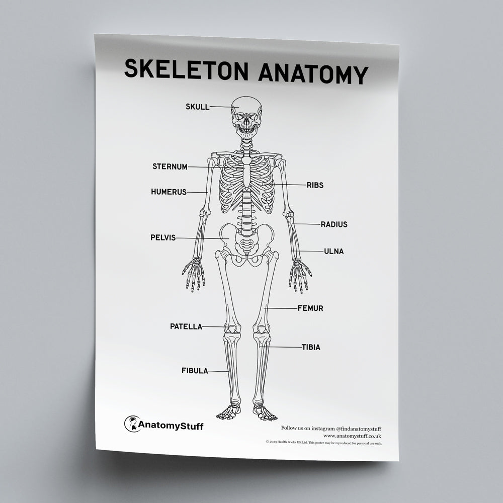 Skeleton Anatomy PDF Poster | Human Skeleton Chart Download – AnatomyStuff
