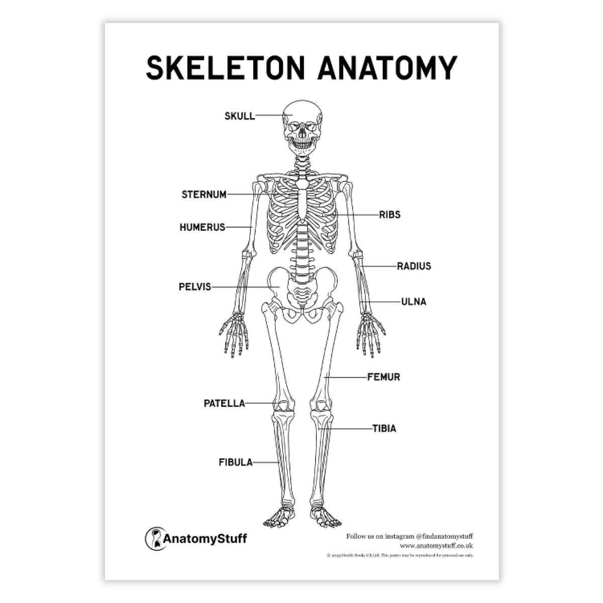 Skeleton Anatomy PDF Poster | Human Skeleton Chart Download – AnatomyStuff