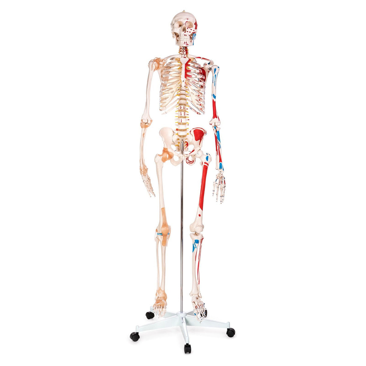 Budget Skeleton Model with Ligaments and Mucles XC-101A | AnatomyStuff ...