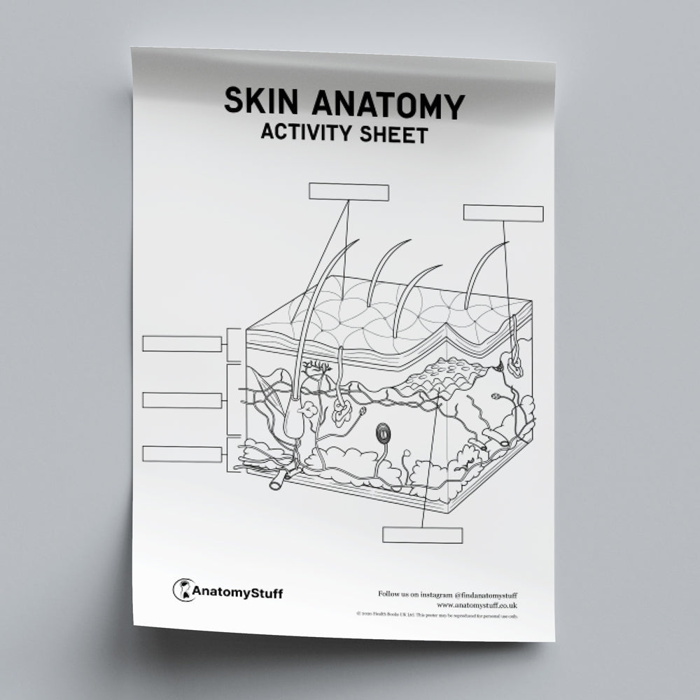 Skin Anatomy Poster PDF | Dermatology Study Resource – AnatomyStuff