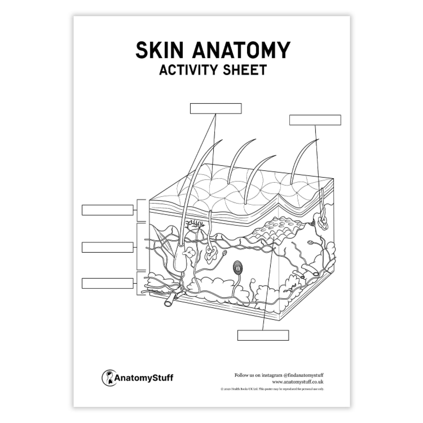 Skin Anatomy Poster PDF | Dermatology Study Resource – AnatomyStuff