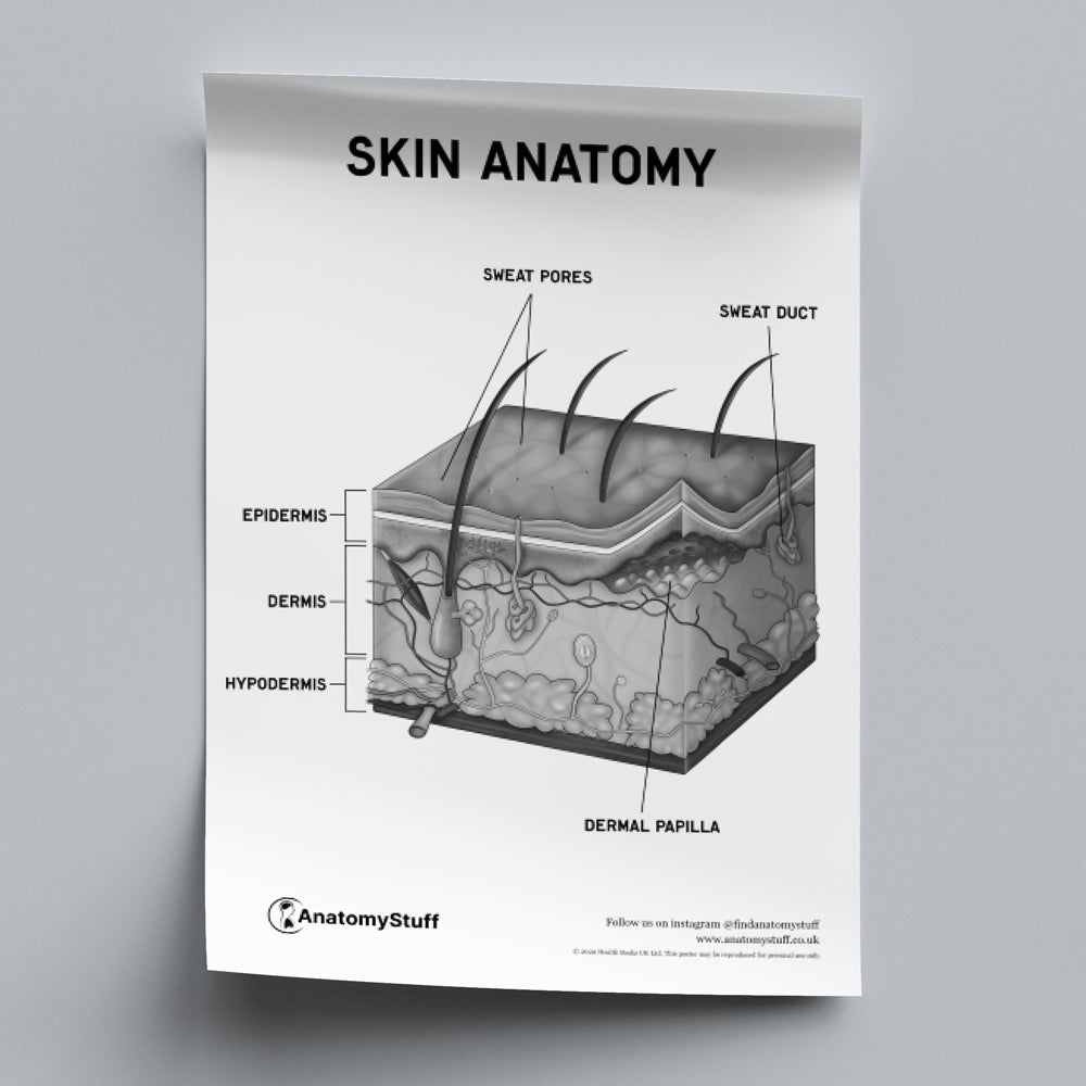 Skin Anatomy Poster PDF | Dermatology Study Resource – AnatomyStuff