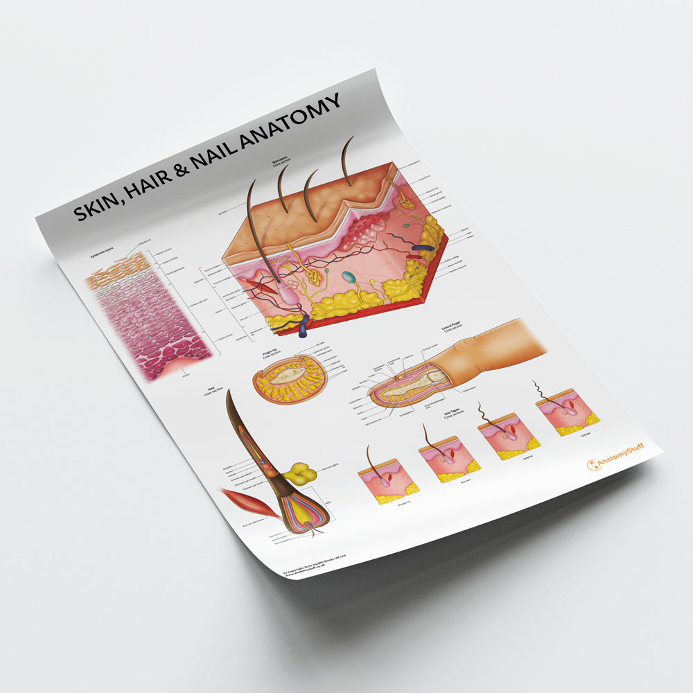 Skin, Hair & Nail Anatomy Poster | Integumentary System Chart ...