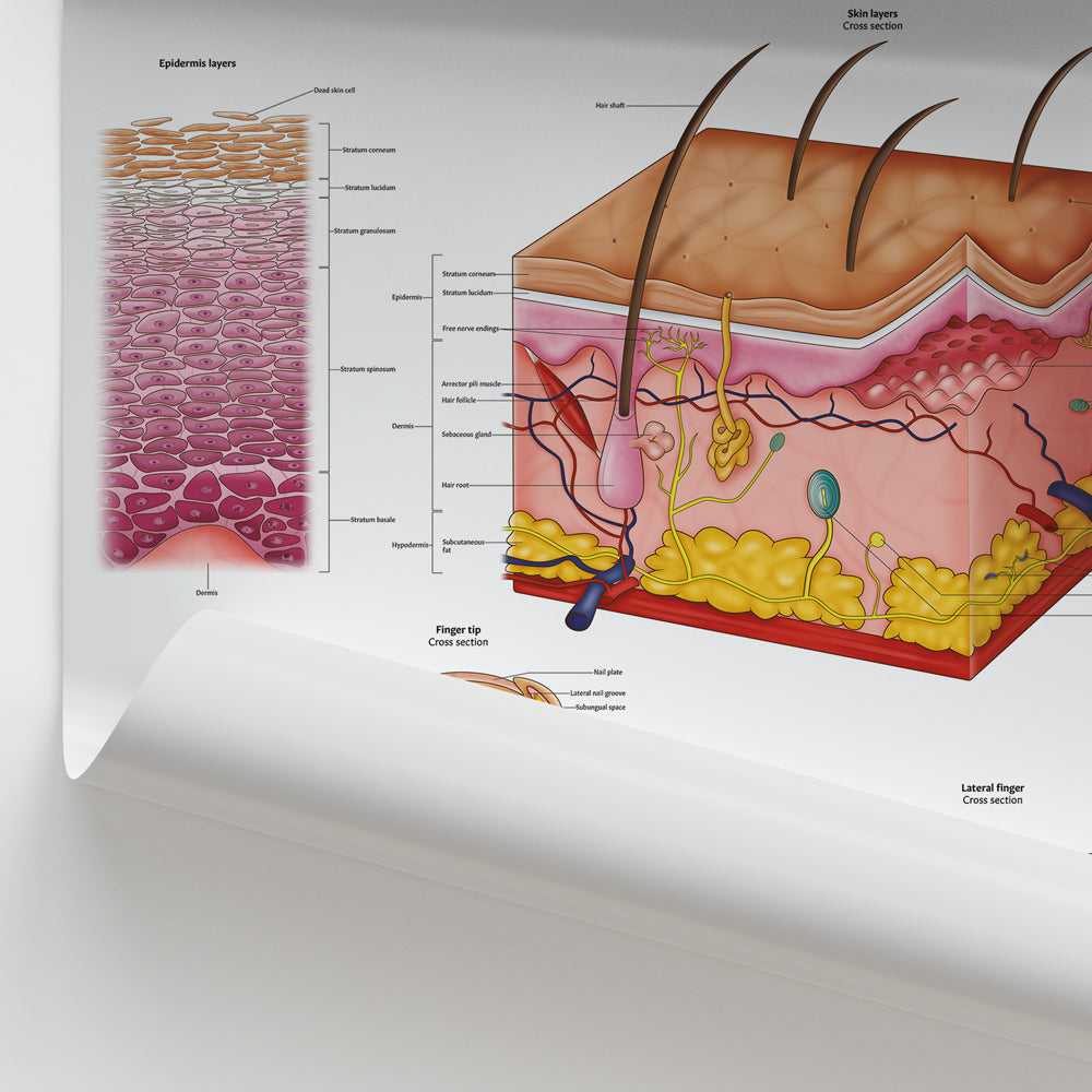 Skin, Hair & Nail Anatomy Poster | Integumentary System Chart ...