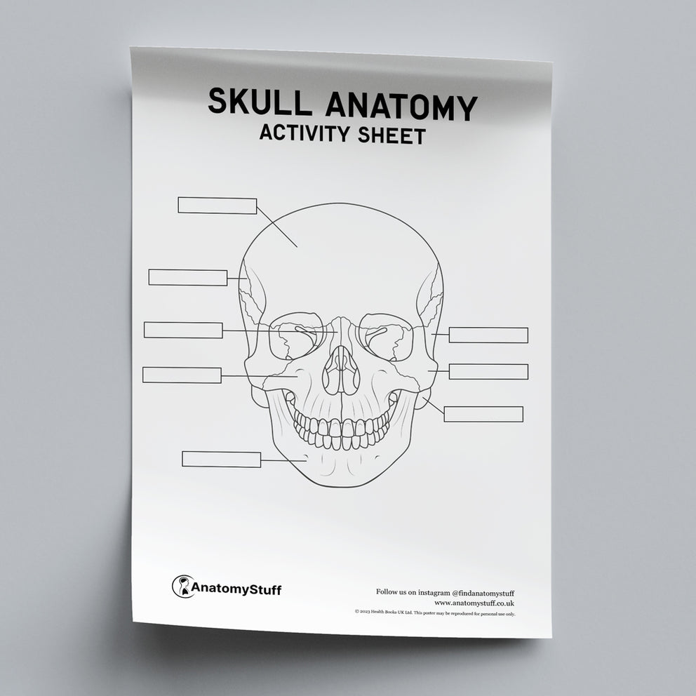 Skull Anatomy Activity Sheet PDF | Colour & Label Download – AnatomyStuff