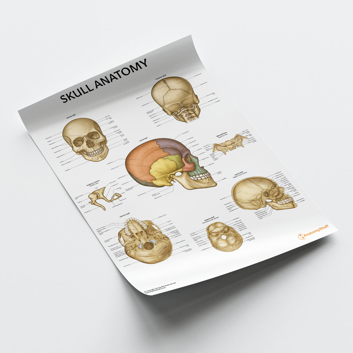 Skull Anatomy Chart | Human Skull Anatomical Poster – AnatomyStuff