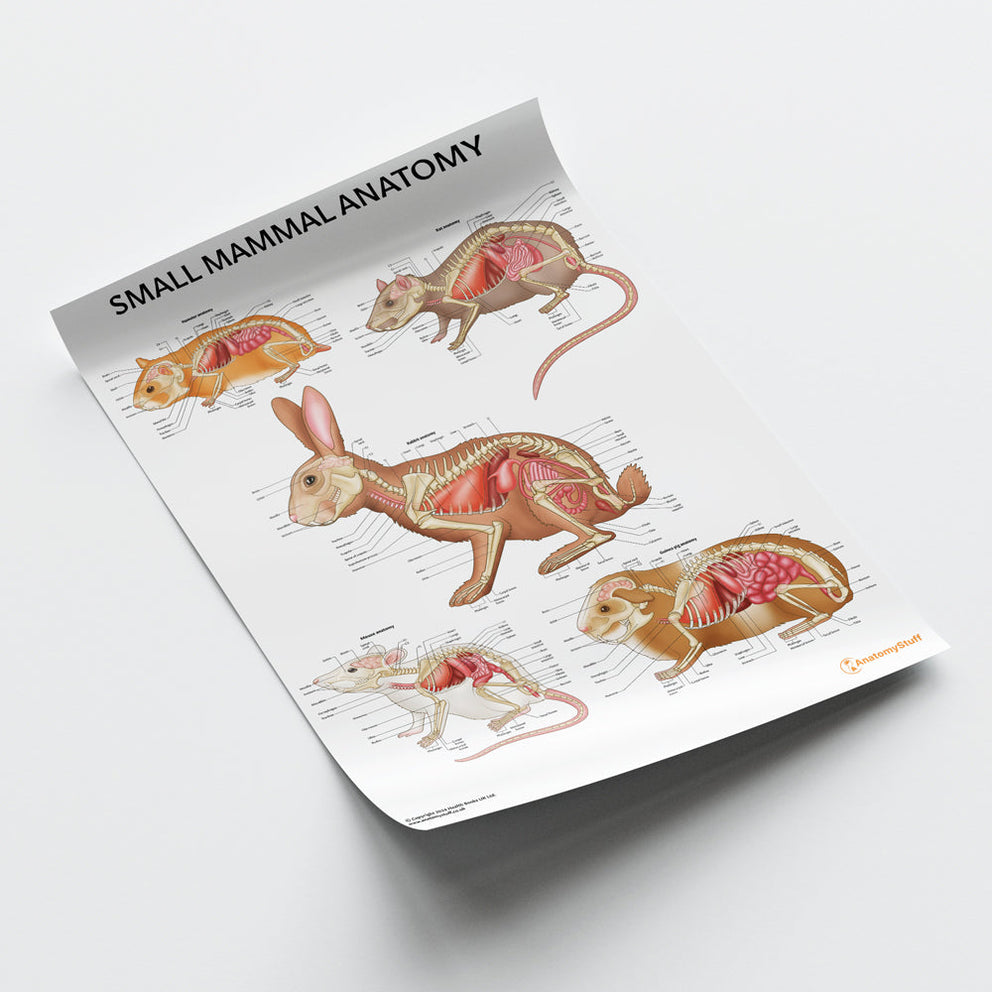 Exotic & Small Mammal Anatomy Models and Posters – AnatomyStuff