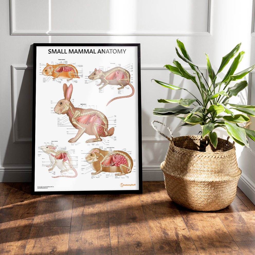 Exotic & Small Mammal Anatomy Models and Posters – AnatomyStuff