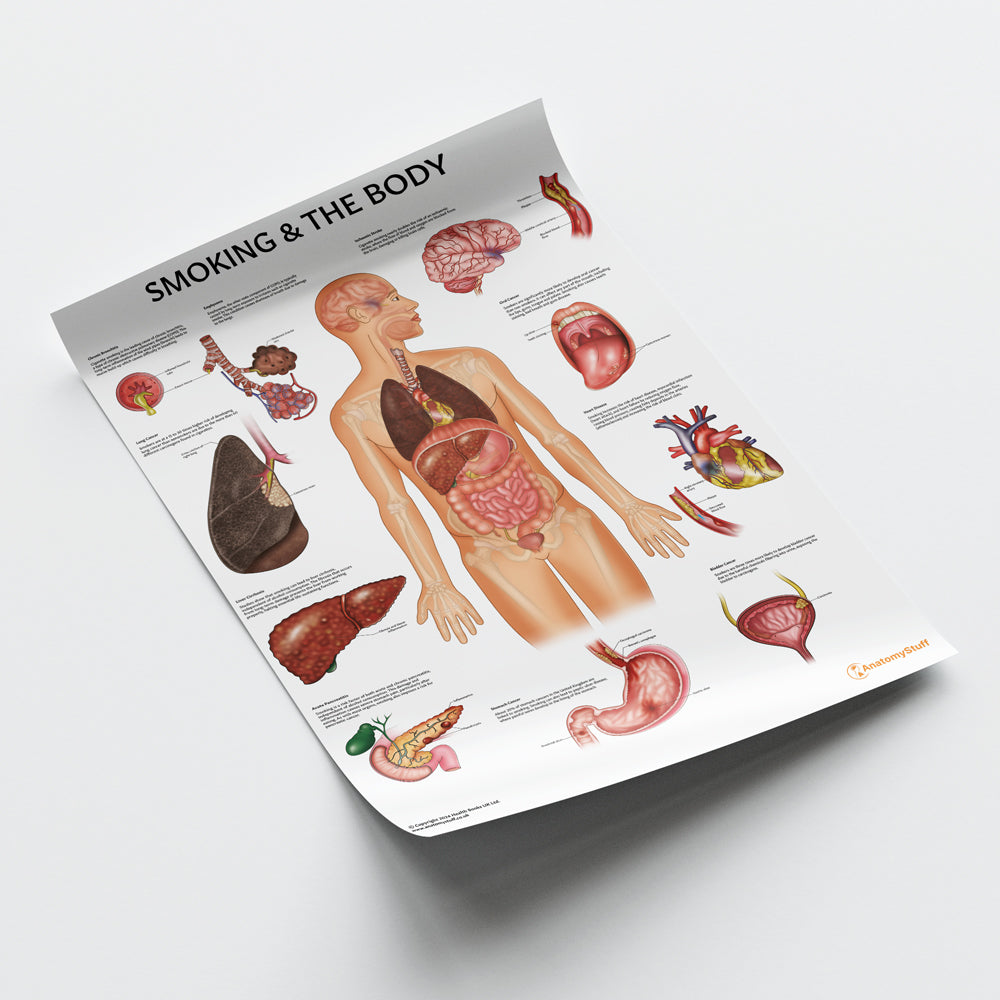 Smoking and the Body Poster | Tobacco Health Education Chart – AnatomyStuff
