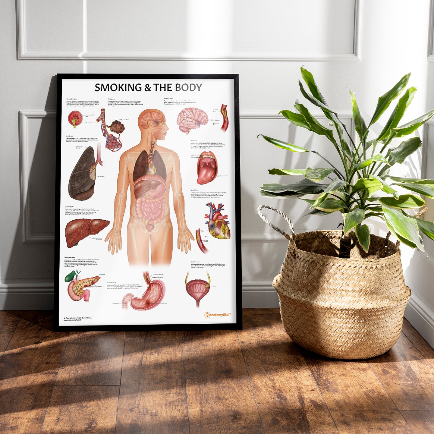 Smoking and the Body Poster | Tobacco Health Education Chart – AnatomyStuff