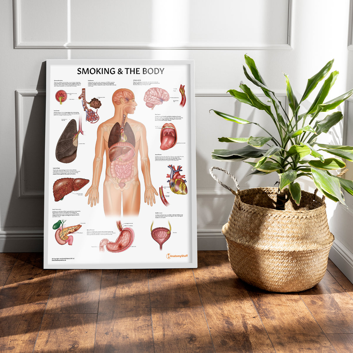 Smoking and the Body Poster | Tobacco Health Education Chart – AnatomyStuff