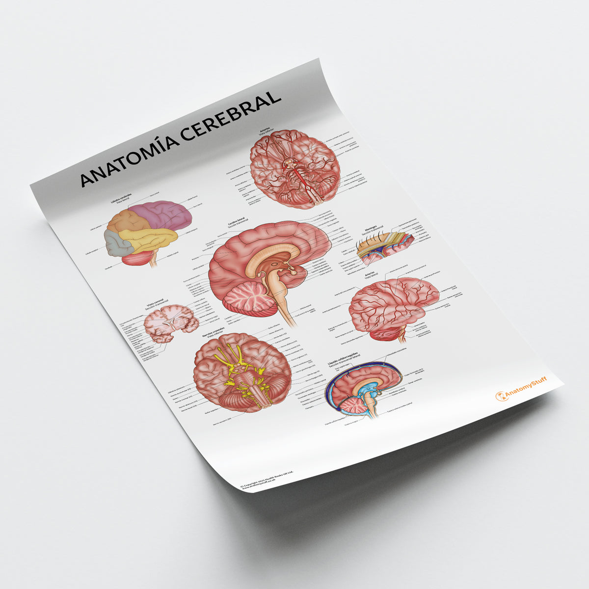Spanish Brain Anatomy | Anatomía Cerebral Chart for Study & Display ...