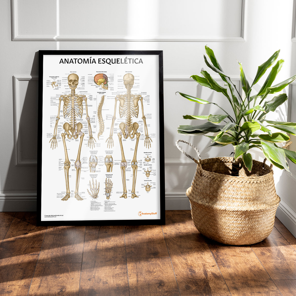 Anatomía Esquelética Poster | Spanish Skeleton Chart – AnatomyStuff