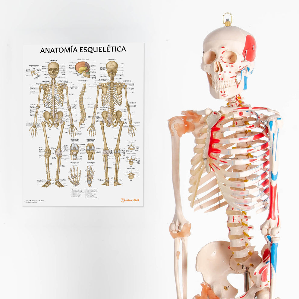 Anatomía Esquelética Poster | Spanish Skeleton Chart – AnatomyStuff