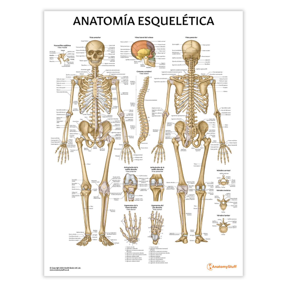 Anatomía Esquelética Poster | Spanish Skeleton Chart – AnatomyStuff