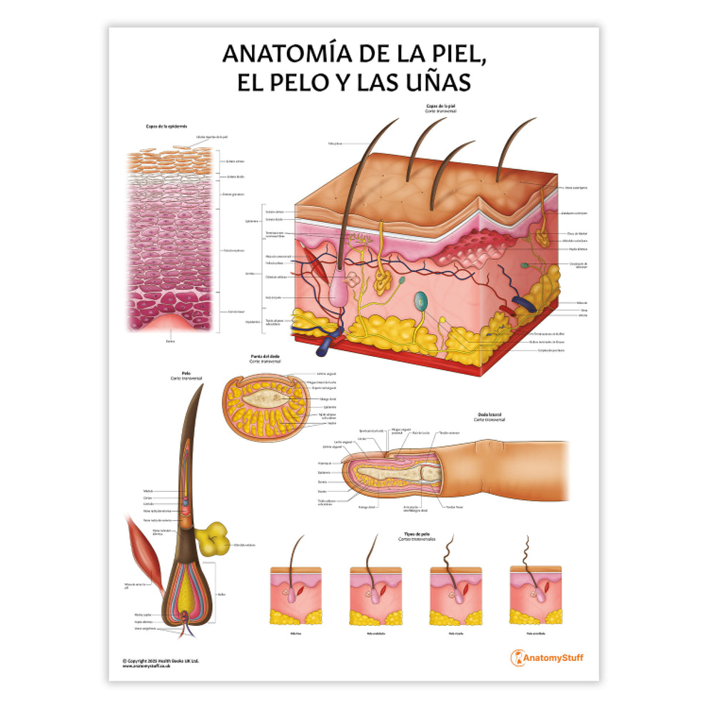 Anatomía de la Piel, el Pelo y las Uñas Poster | Spanish Chart of Skin ...