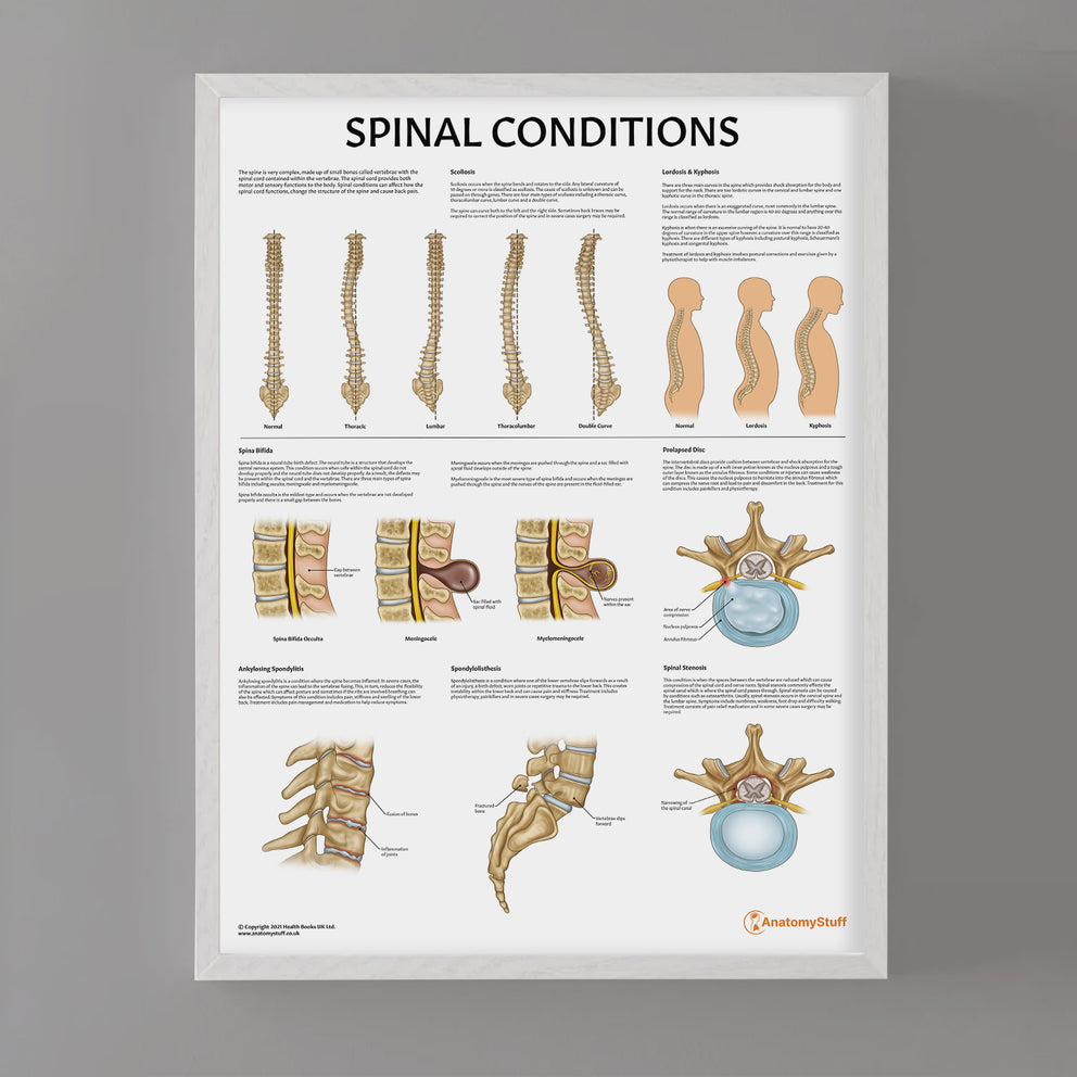 Musculoskeletal Anatomy Posters – Page 2 – AnatomyStuff