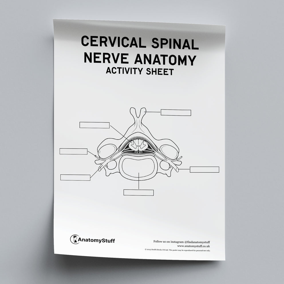 Spinal Nerve Anatomy Activity Sheet | Digital Download | AnatomyStuff