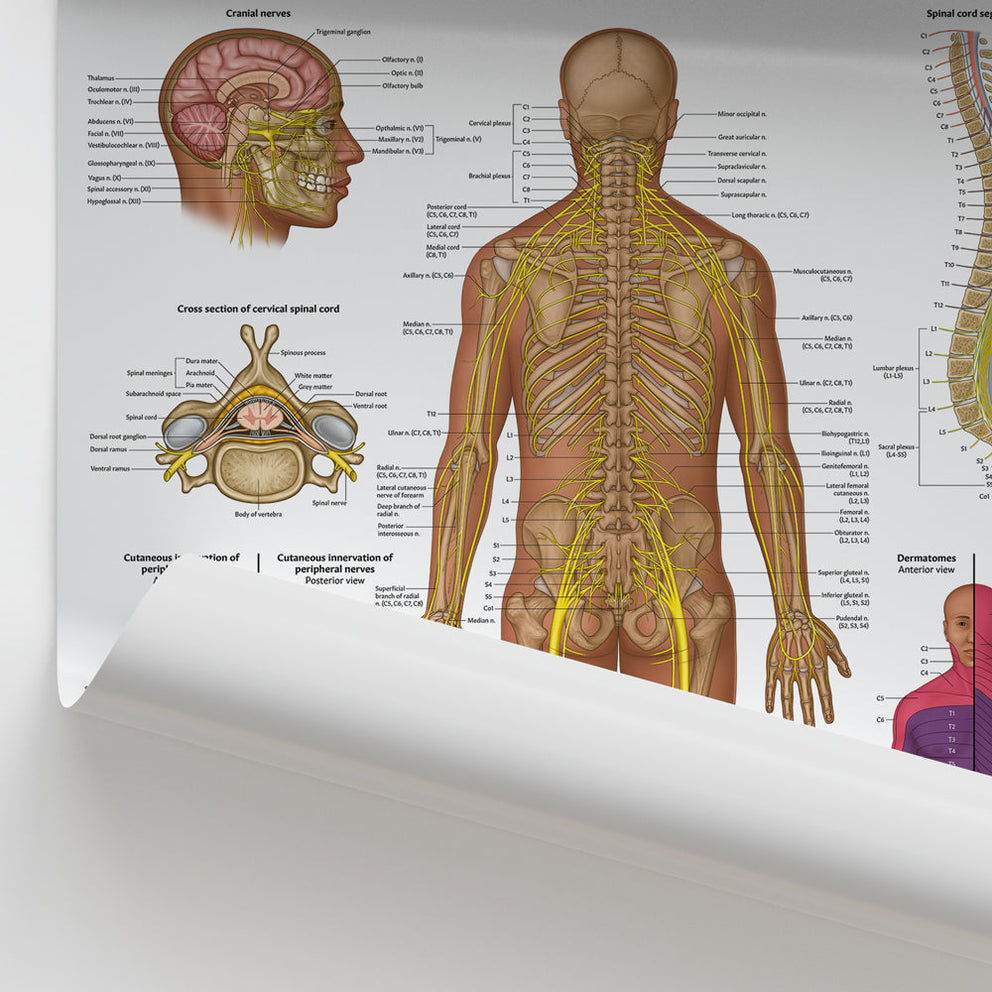 Brain Models and Anatomy Posters – AnatomyStuff