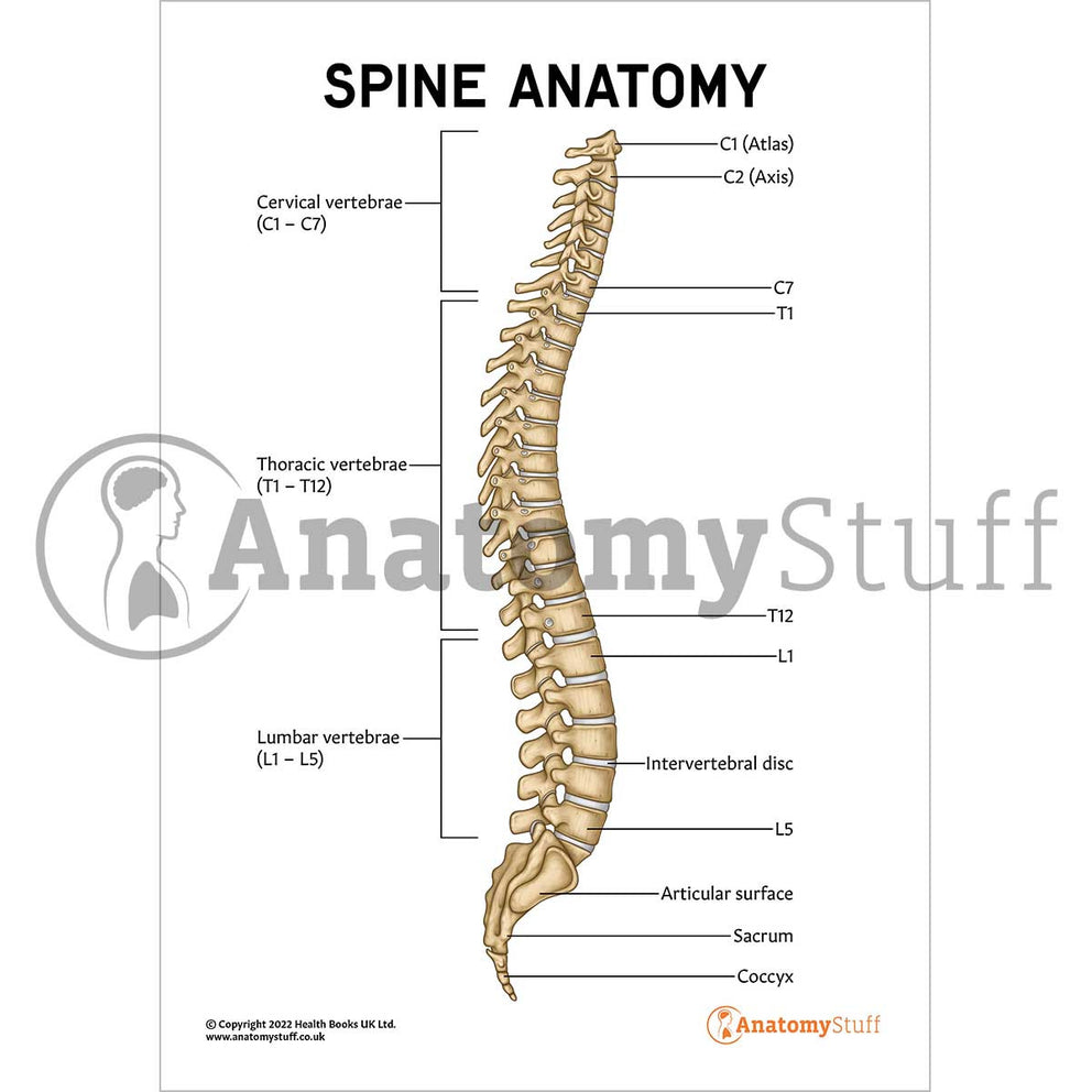 Spine Anatomy Poster / Worksheet – Printable & Interactive PDF ...