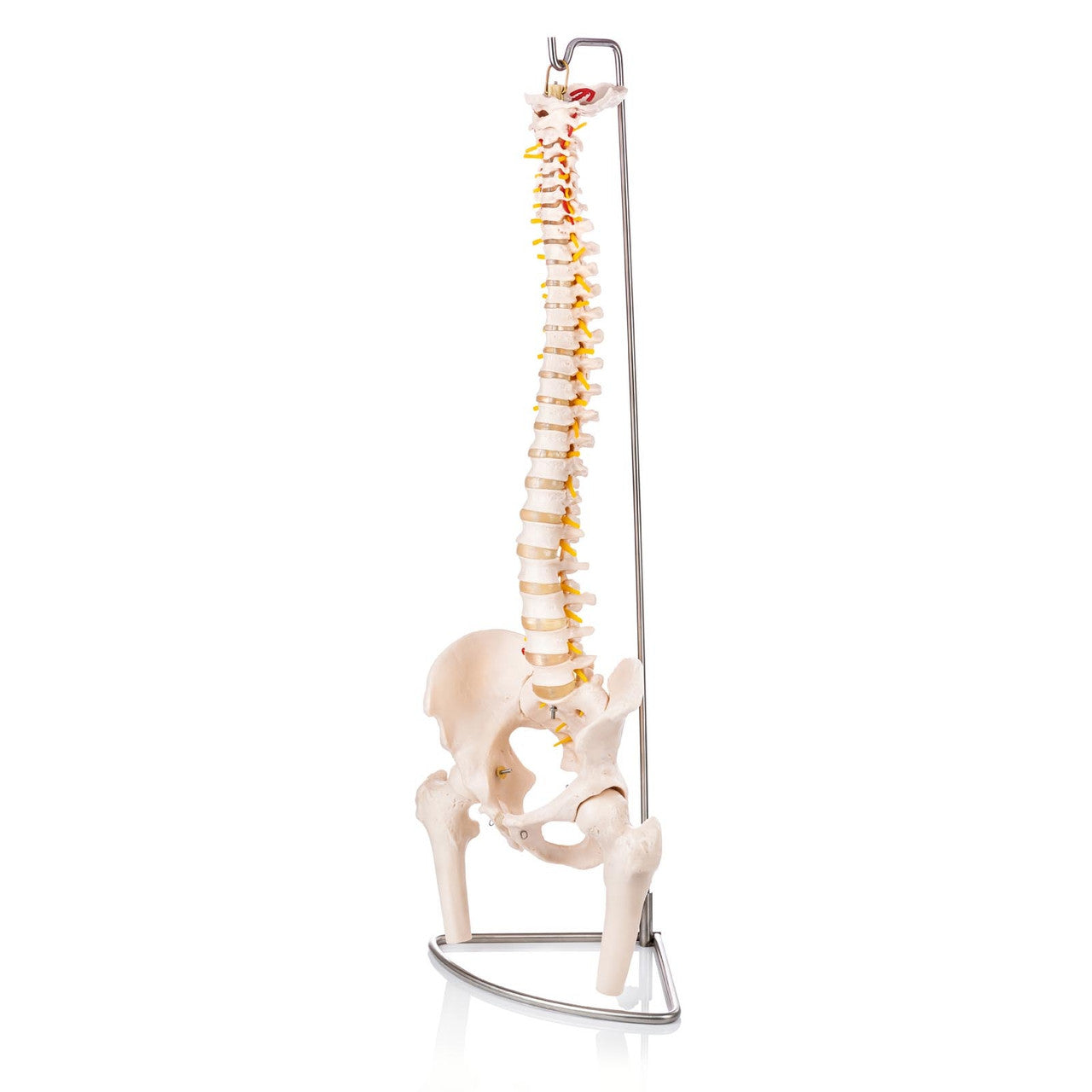 Budget Vertebral Column Model with Pelvis and Femoral Heads ...