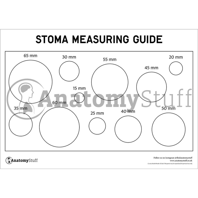 Stoma Measurement Guide PDF | Ostomy Education Tool – AnatomyStuff