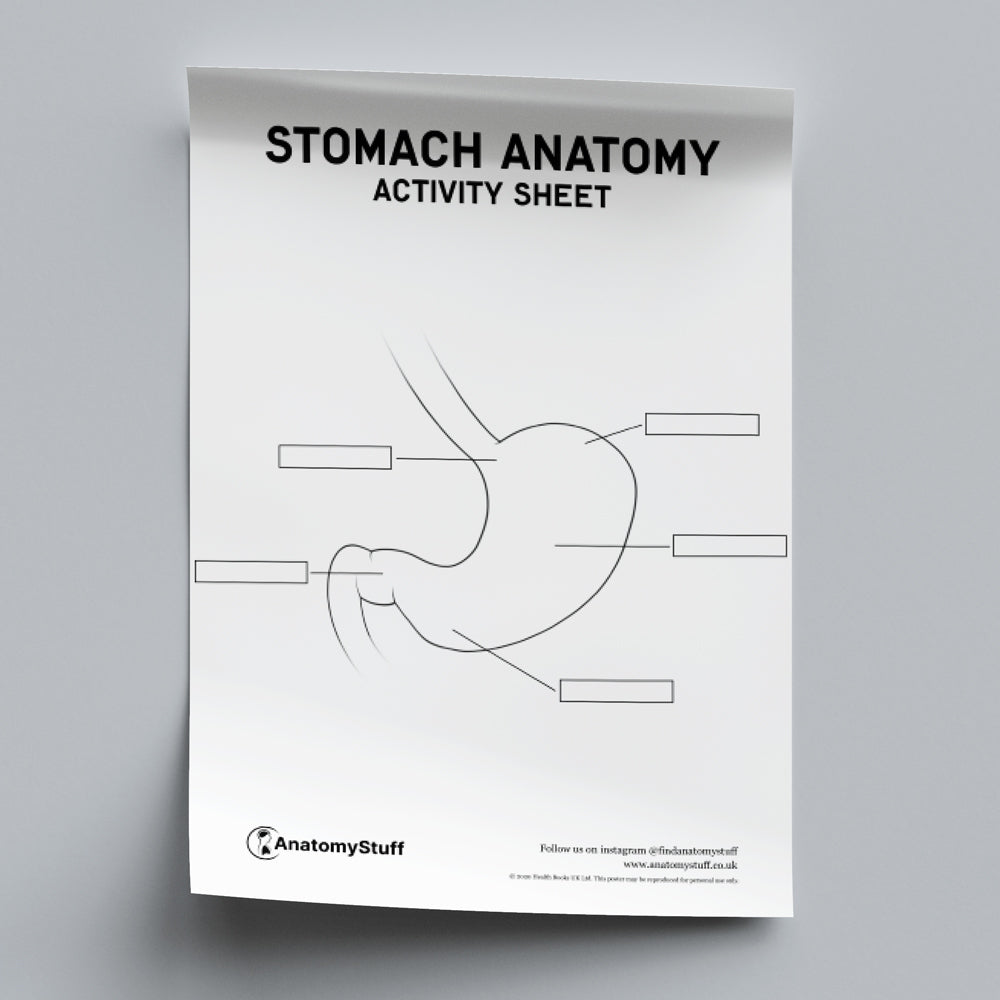 Stomach Anatomy Activity Sheet | Digital Download | AnatomyStuff