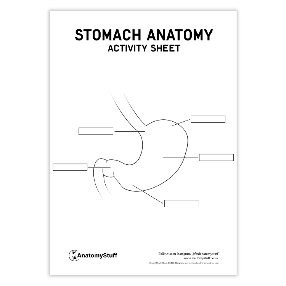 Stomach Anatomy Activity Sheet | Digital Download | AnatomyStuff