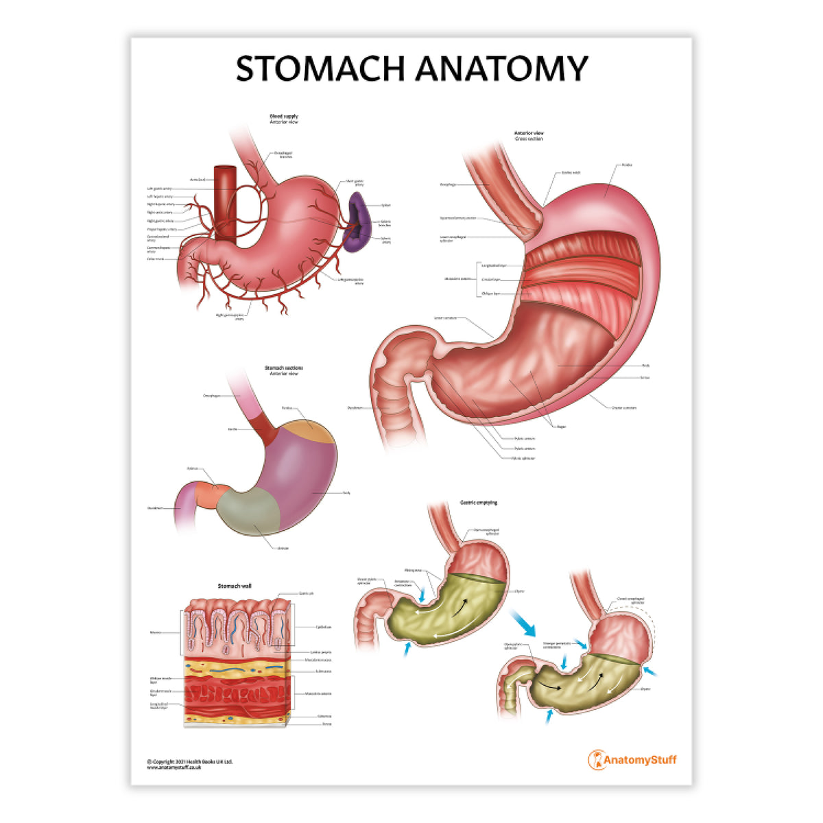 Stomach Anatomy Poster | Human Digestive System Chart – AnatomyStuff