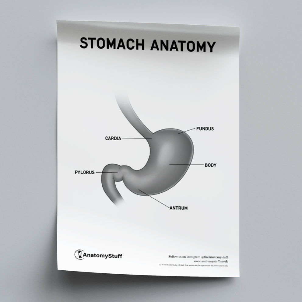 Stomach Anatomy Poster | PDF Download – AnatomyStuff
