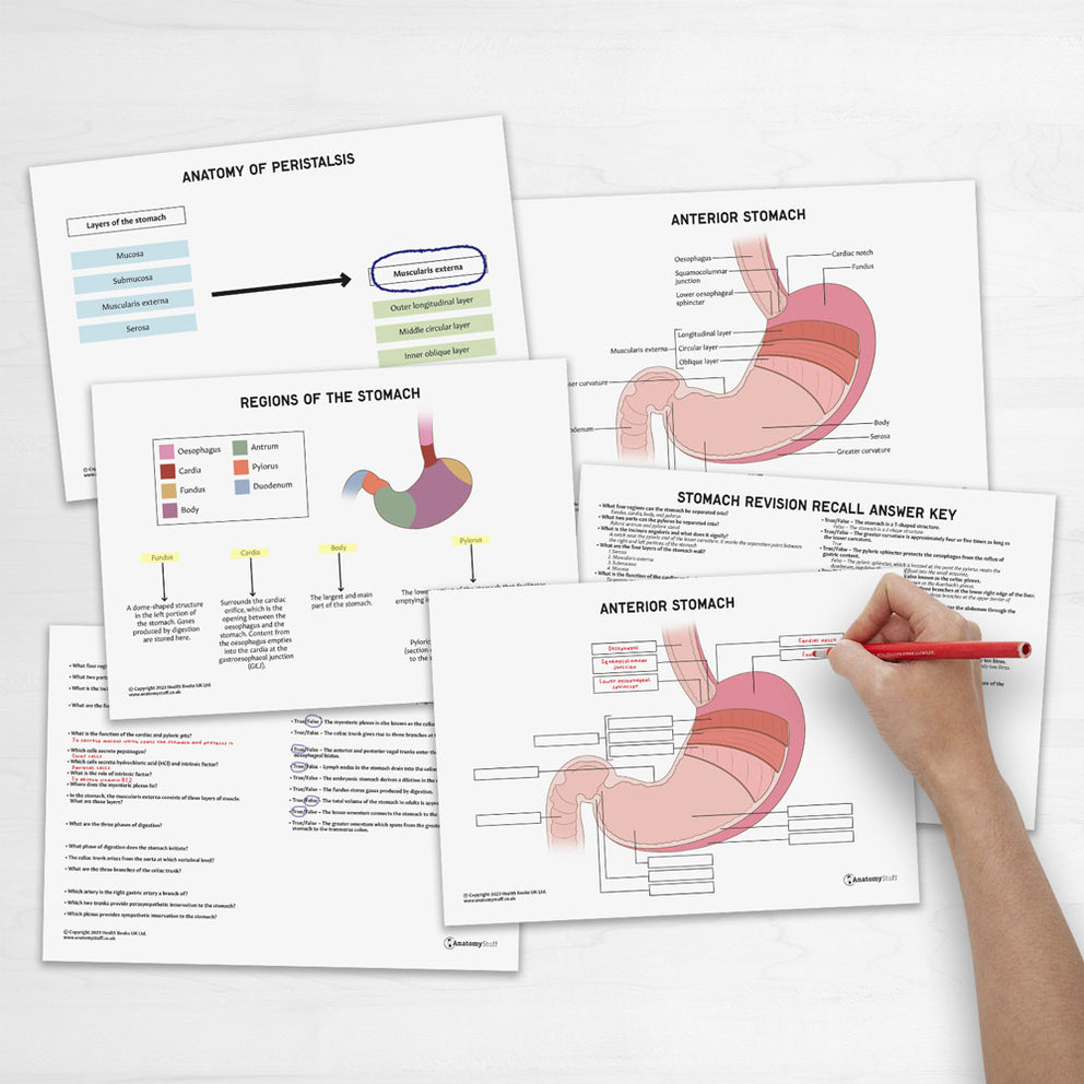 Printable Stomach Anatomy Revision Worksheets | Digestive System ...