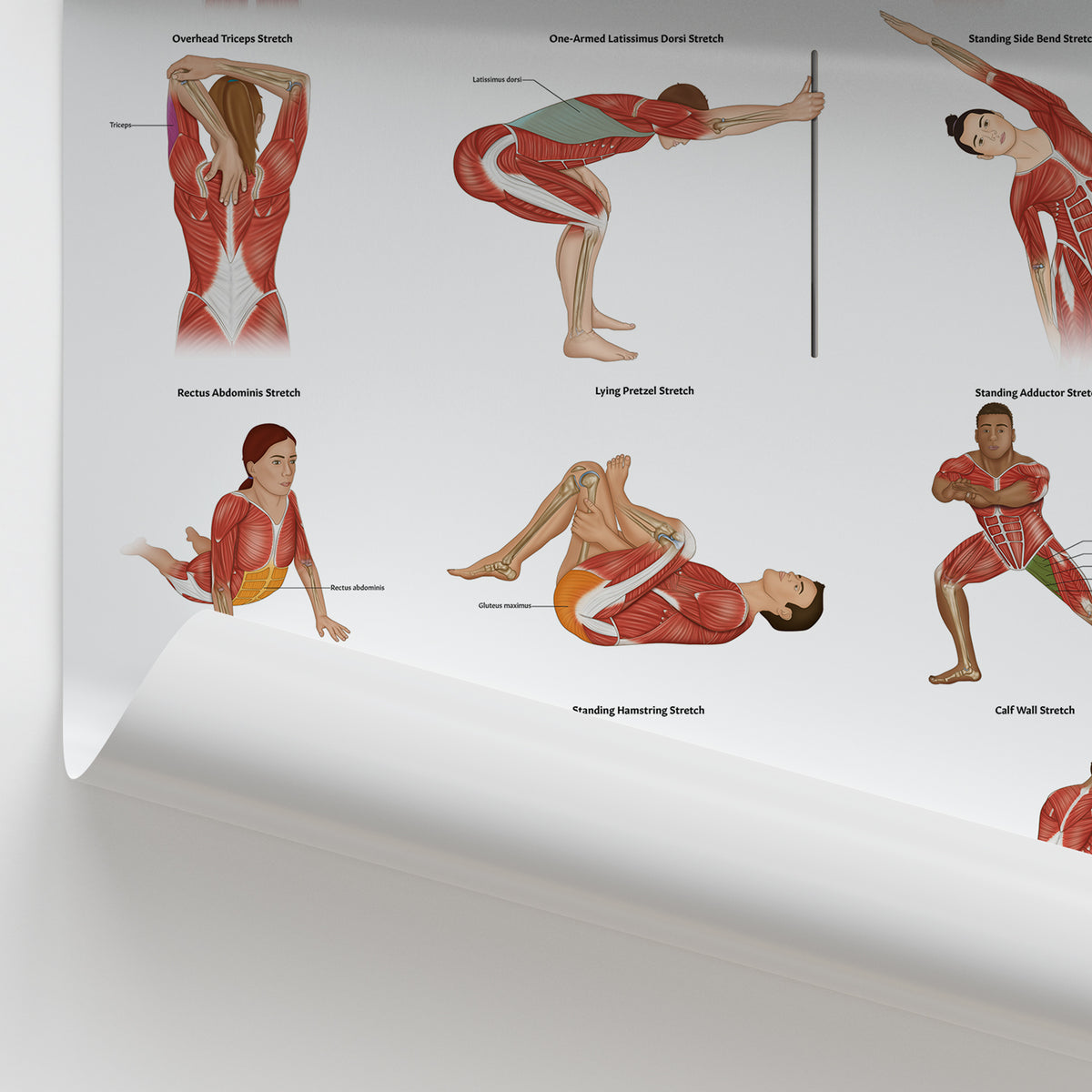 Stretching Anatomy Poster | Muscle Stretching Chart – AnatomyStuff